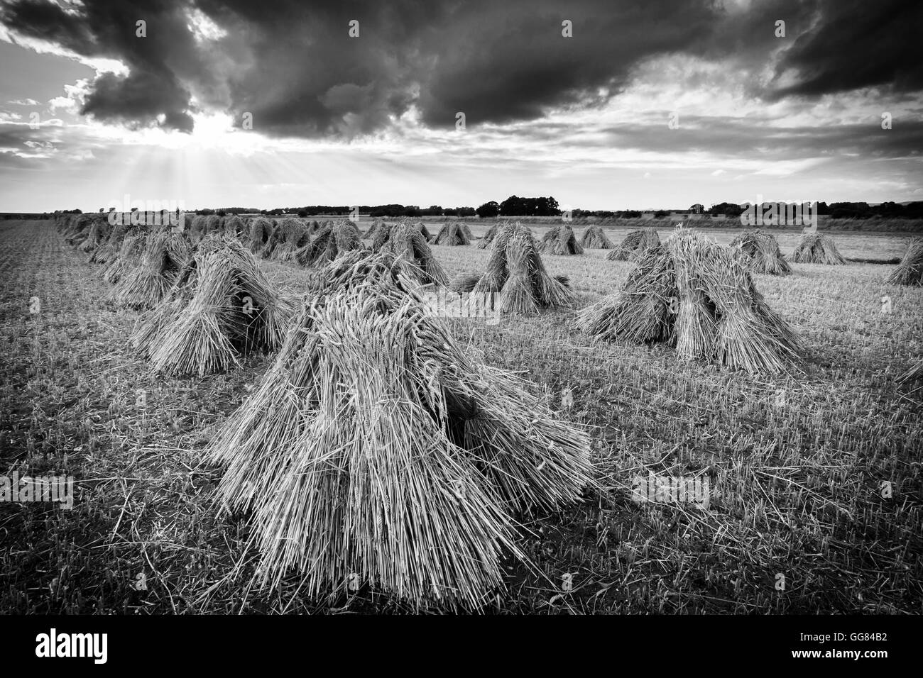 Old Fashioned Harvesting High Resolution Stock Photography and Images ...