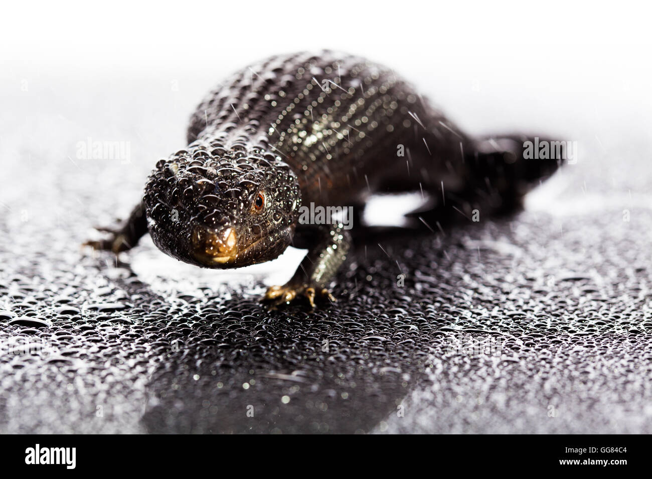 Black blue tongued lizard in wet dark shiny studio environement Stock ...
