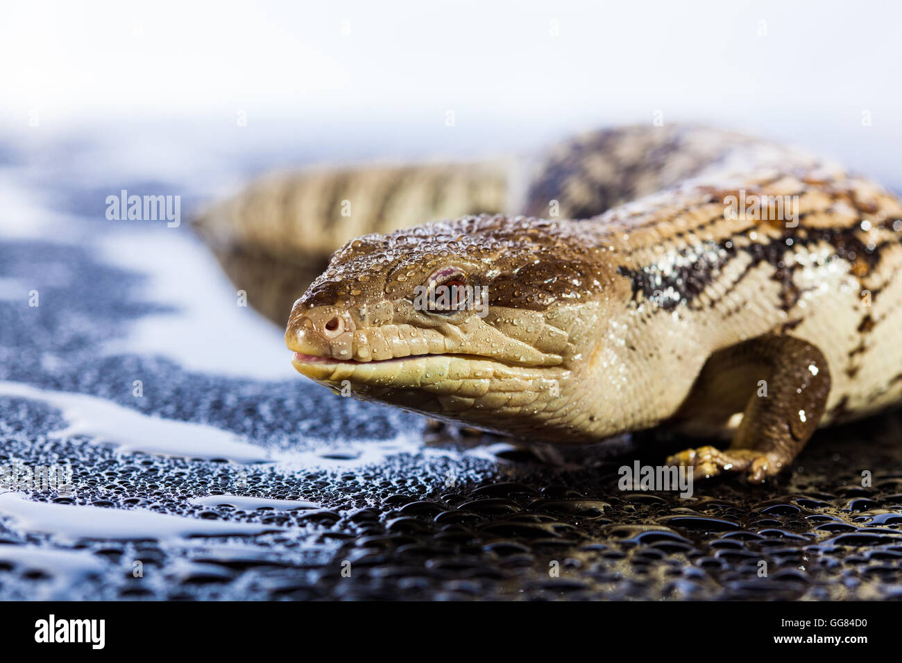 Australian blue tongued lizard in wet dark shiny studio environement ...