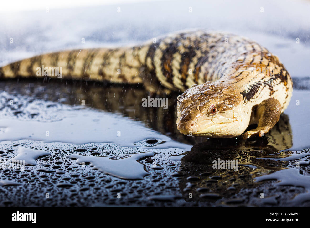 Australian blue tongued lizard in wet dark shiny environement Stock ...