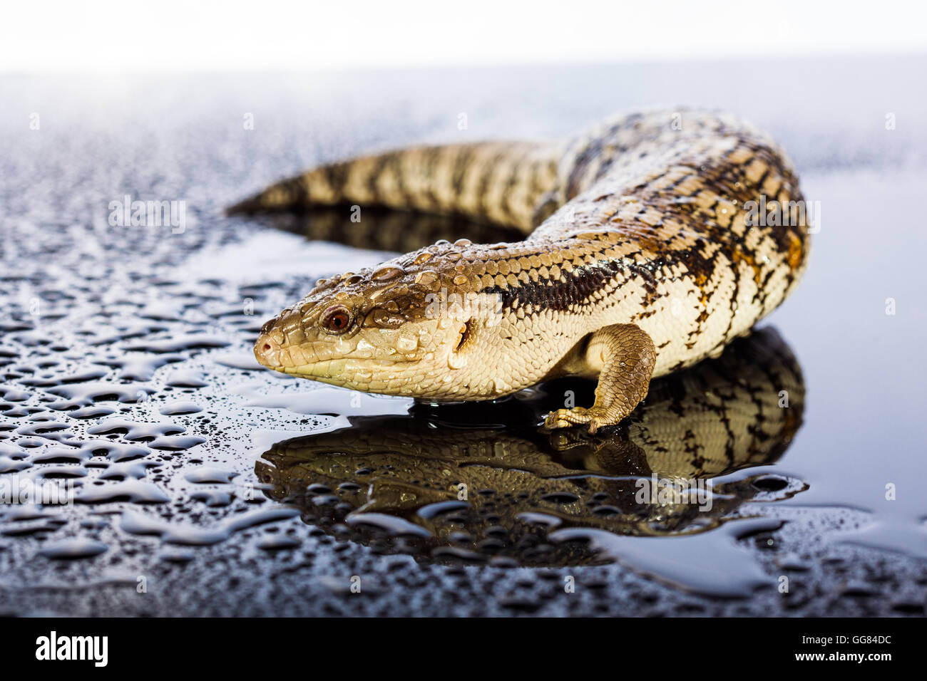 Australian blue tongued lizard in wet dark shiny environement Stock ...