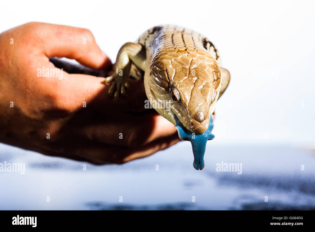Australian blue tongued lizard in wet dark shiny environement Stock ...