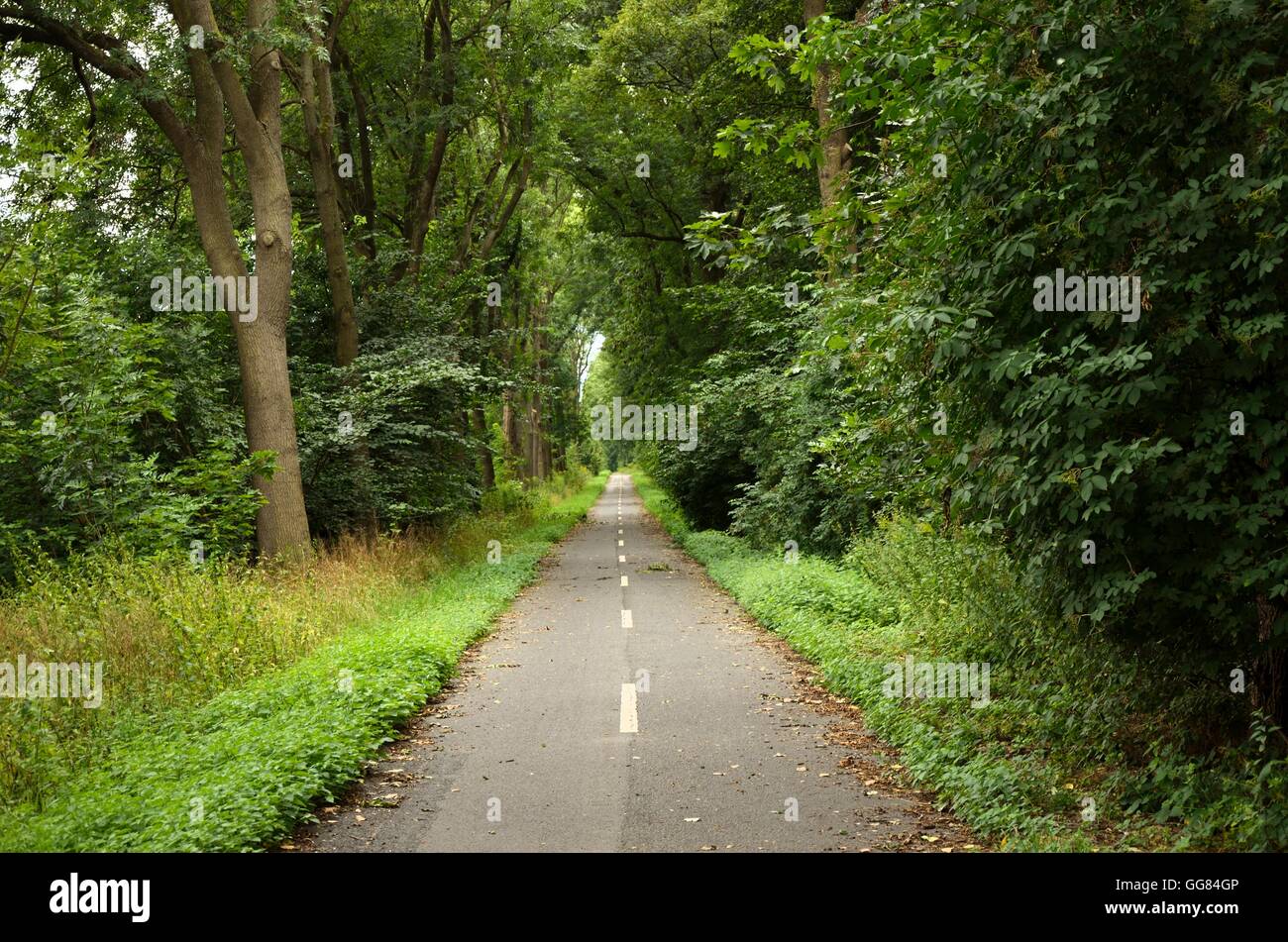 Street forest hi-res stock photography and images - Alamy