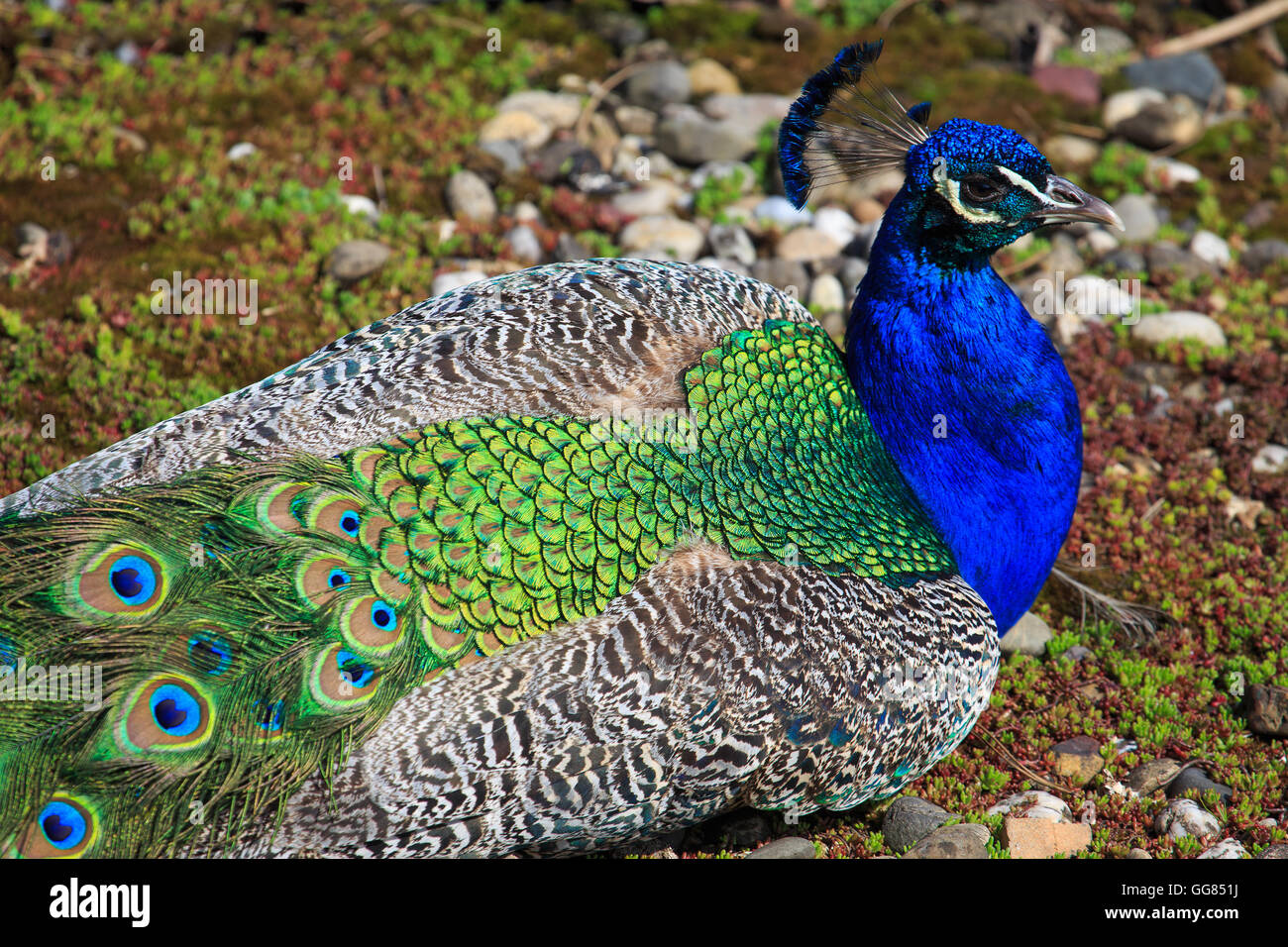 Green neck peacock hi-res stock photography and images - Alamy