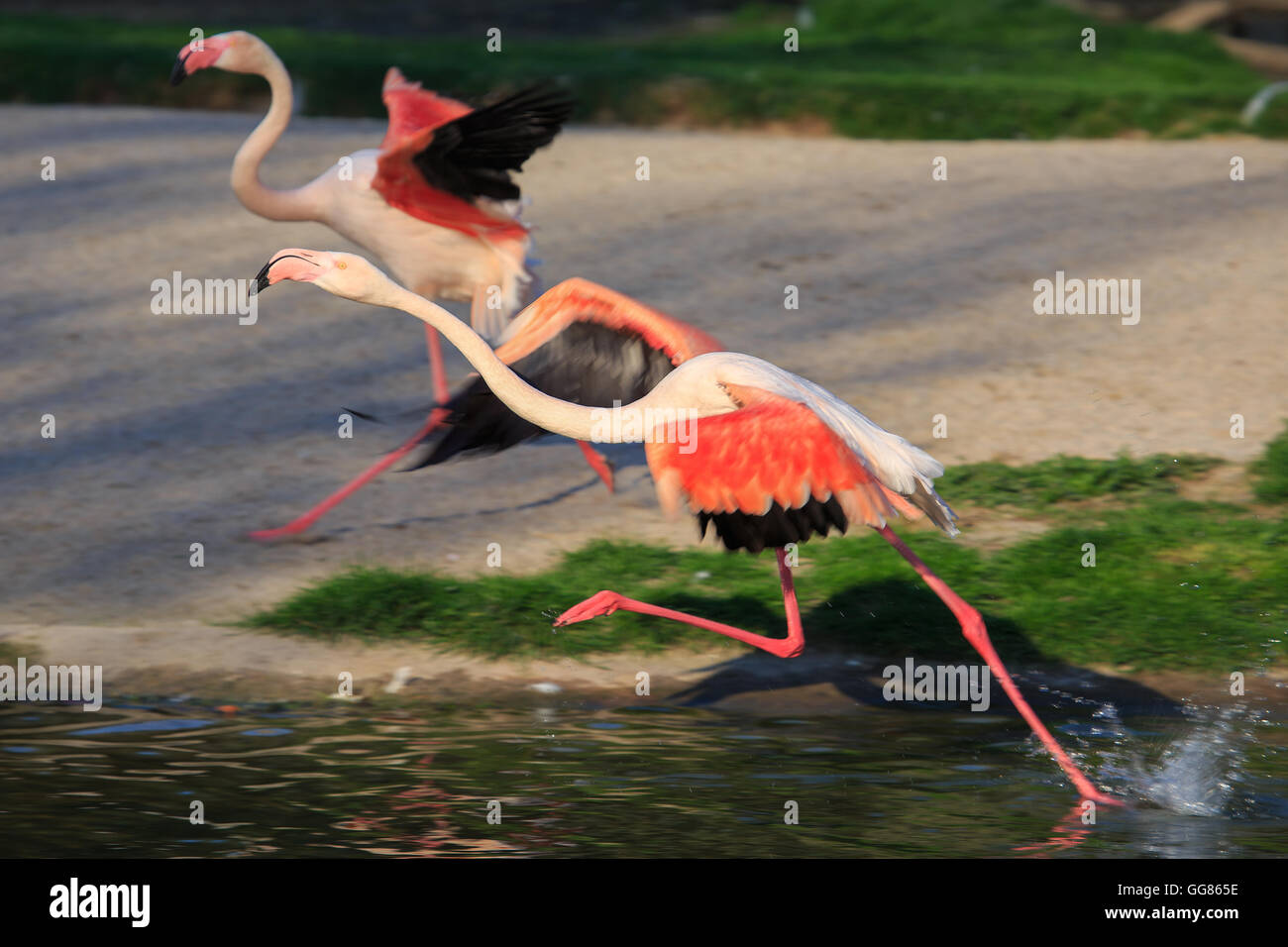 Africa flamingo hi-res stock photography and images - Alamy
