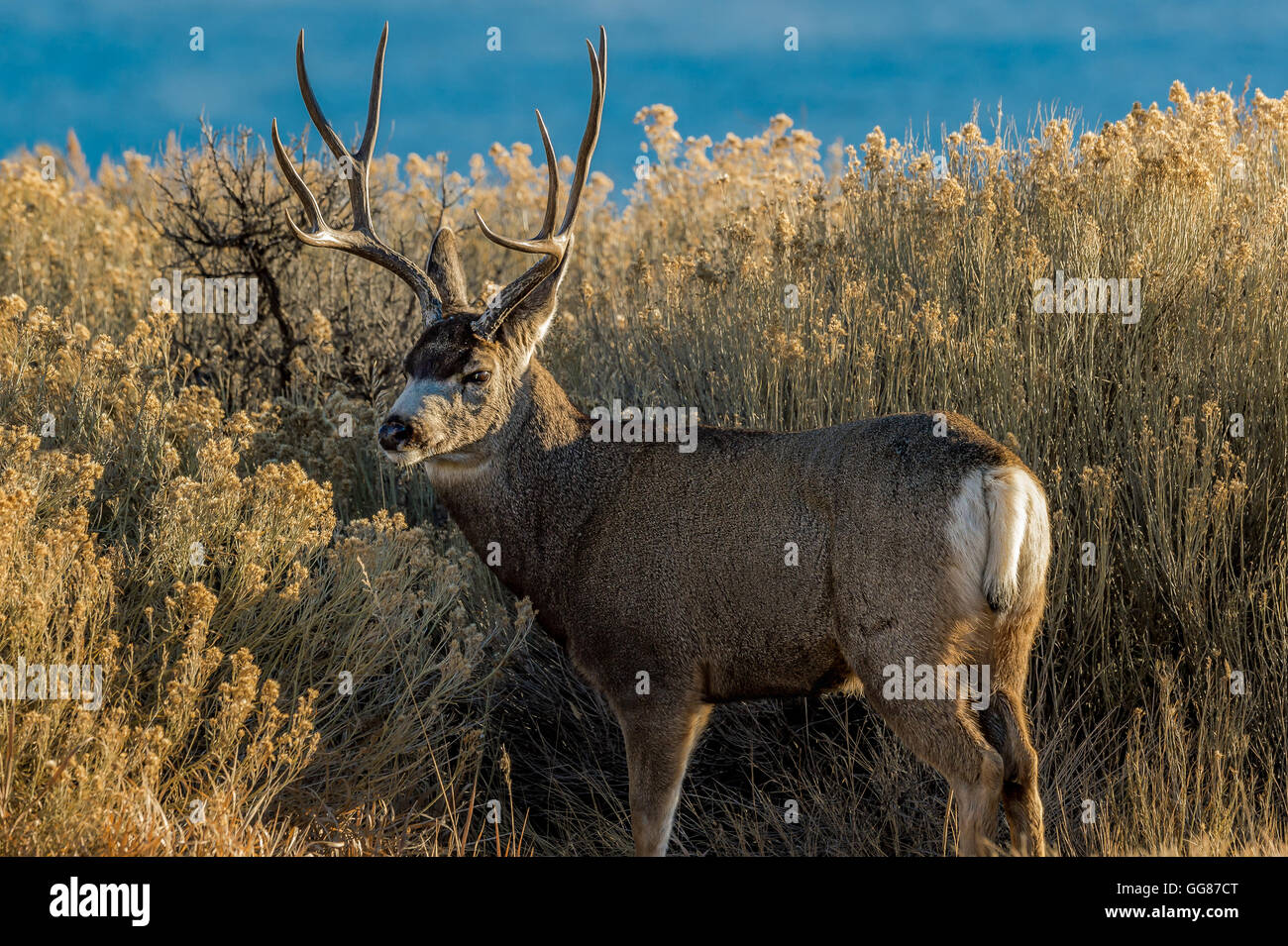Mule Deer standing broadside in sage brush Stock Photo - Alamy