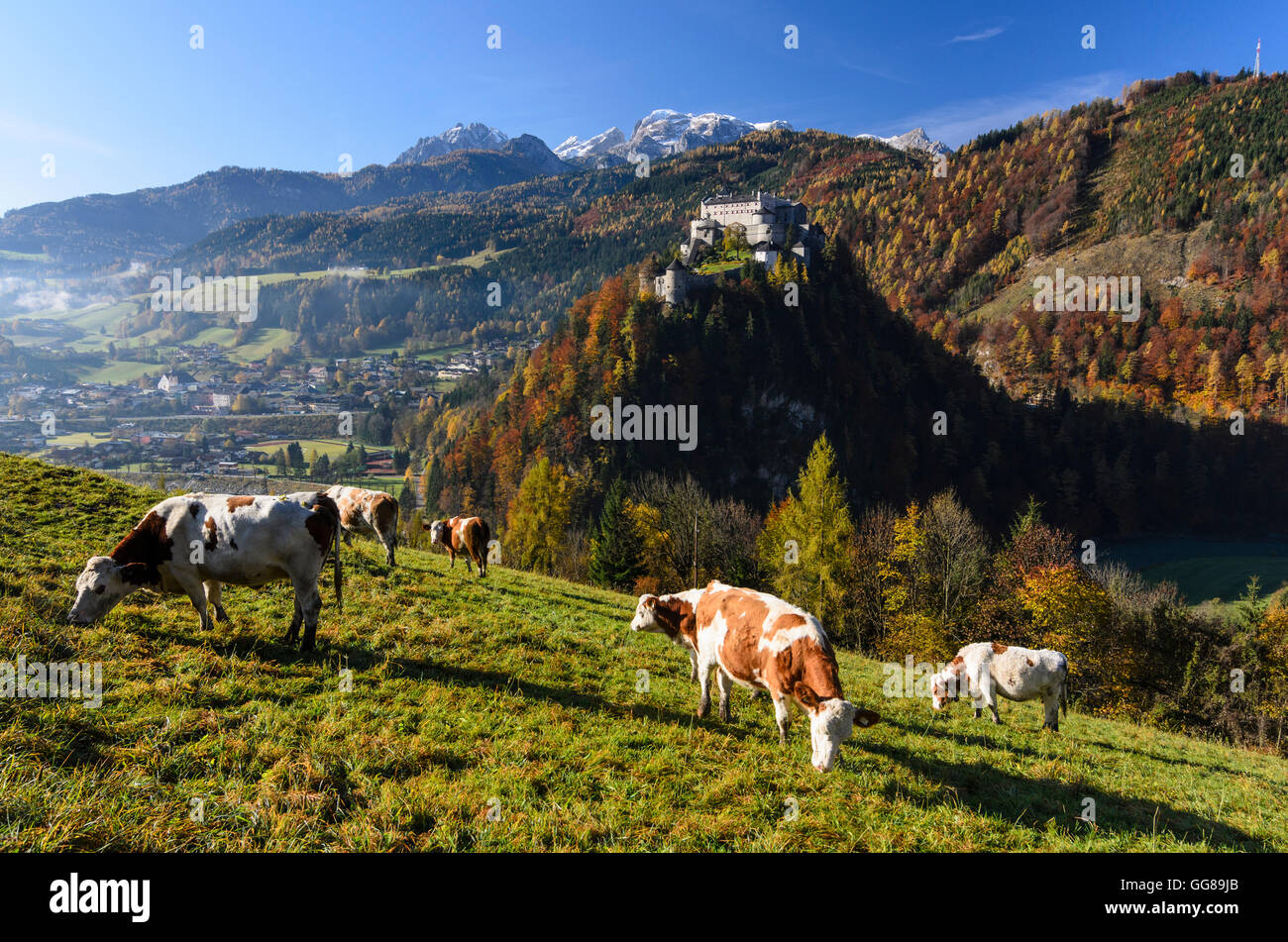 Cow castle hi-res stock photography and images - Alamy
