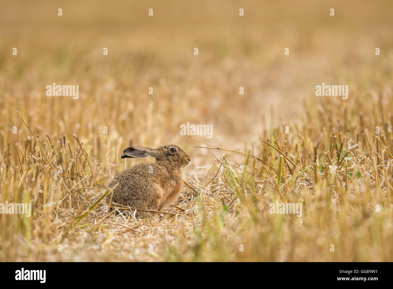 Crouching hare hi-res stock photography and images - Alamy