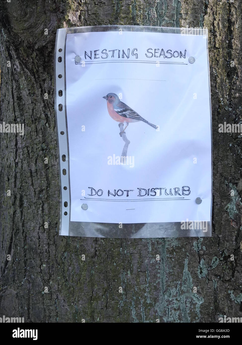 Disturbing nesting birds hi-res stock photography and images - Alamy