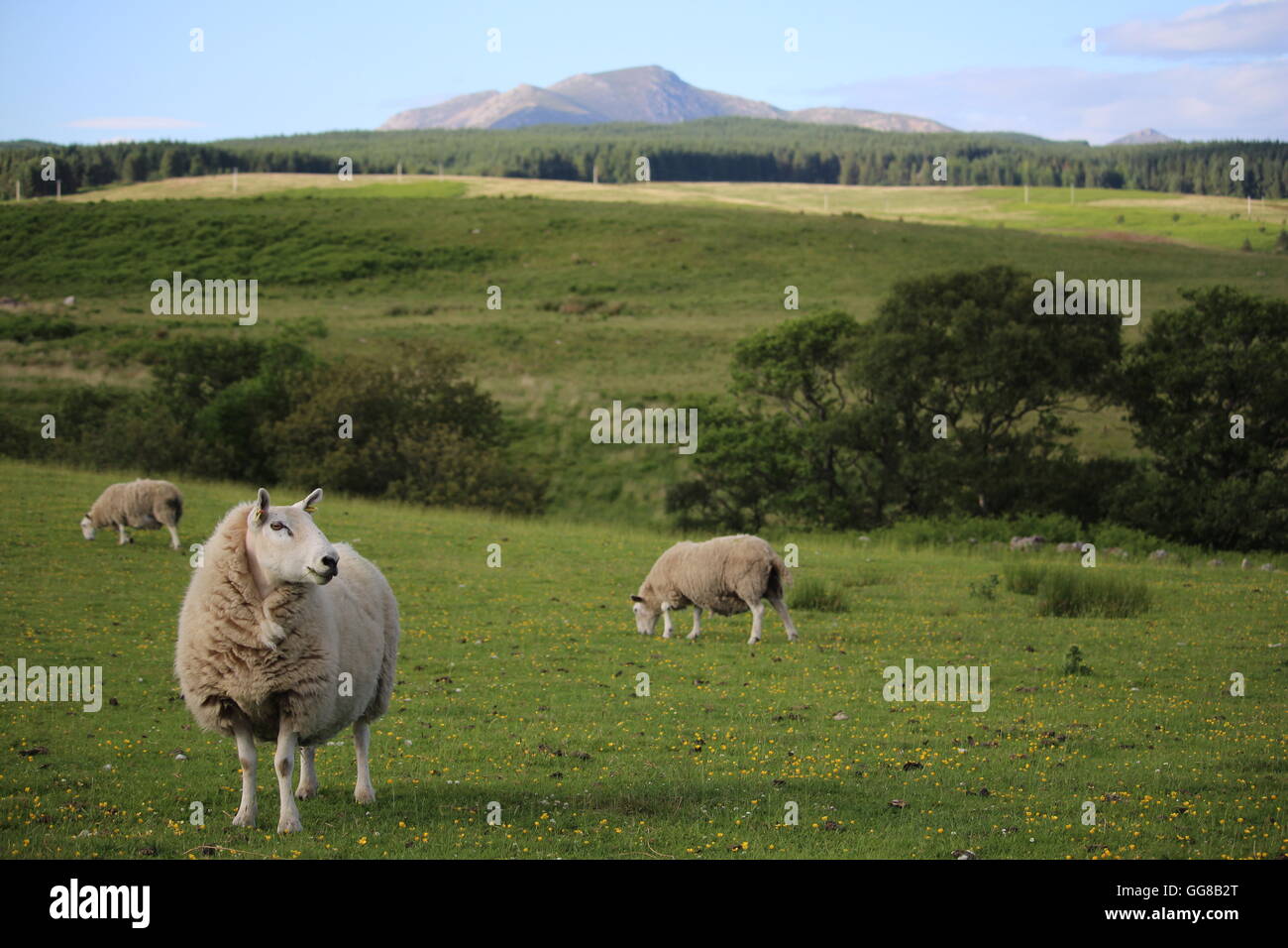 Scotland pasture hi-res stock photography and images - Alamy