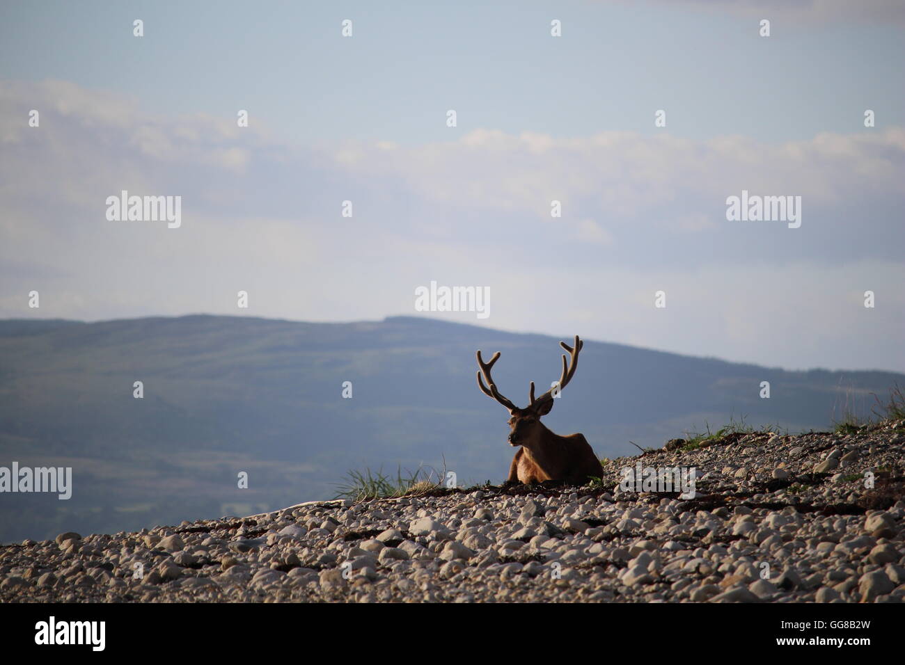 Stag resting on beach Stock Photo - Alamy
