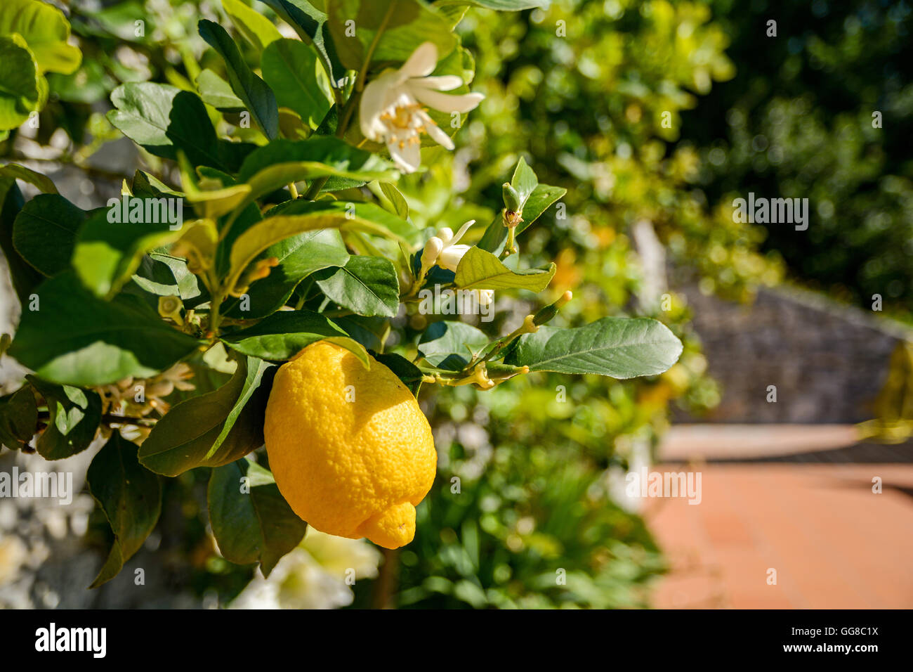 Lemon tree with ripe fruits in an italian garden near the mediterranean ...