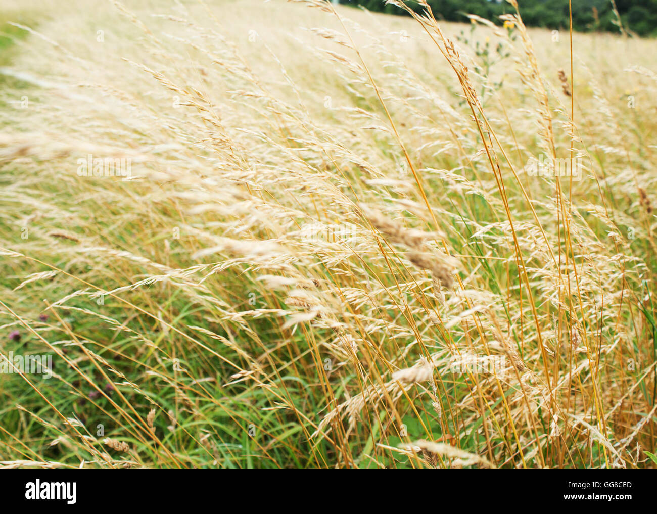 field close up Stock Photo - Alamy