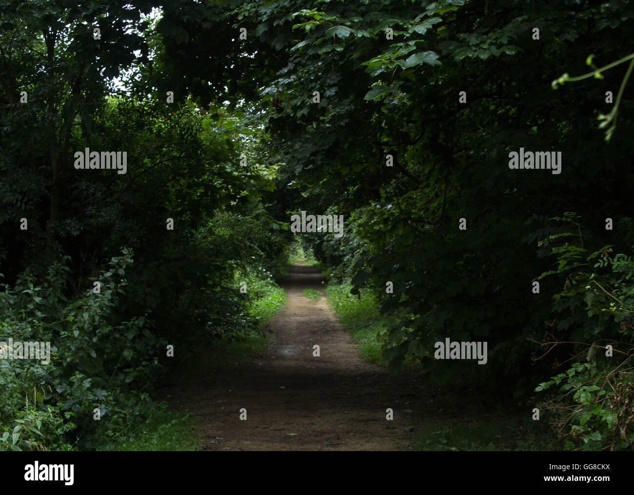 Natural pathway hi-res stock photography and images - Alamy