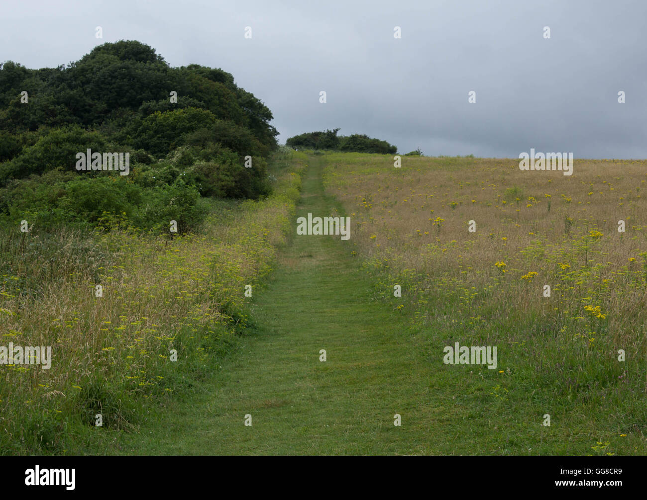 Field Pathway High Resolution Stock Photography and Images - Alamy