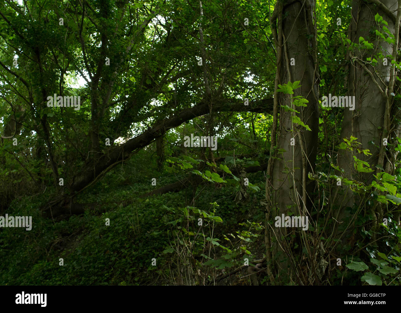 Inside dark forest hi-res stock photography and images - Alamy