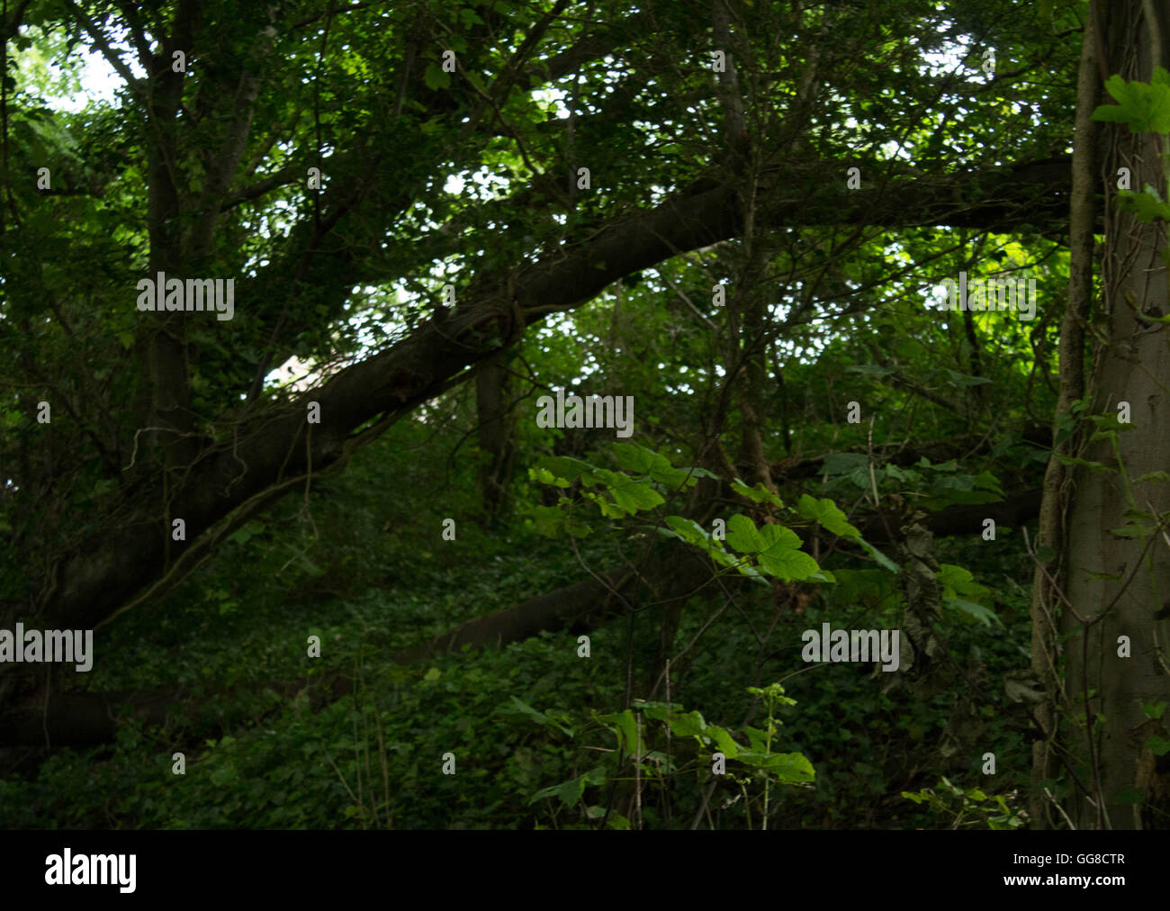 Crowded woods hi-res stock photography and images - Alamy