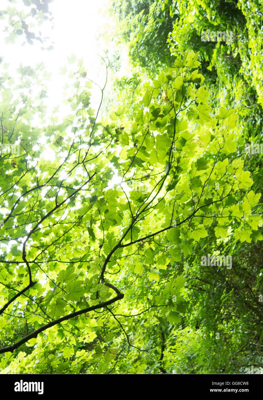 looking up into the trees Stock Photo - Alamy