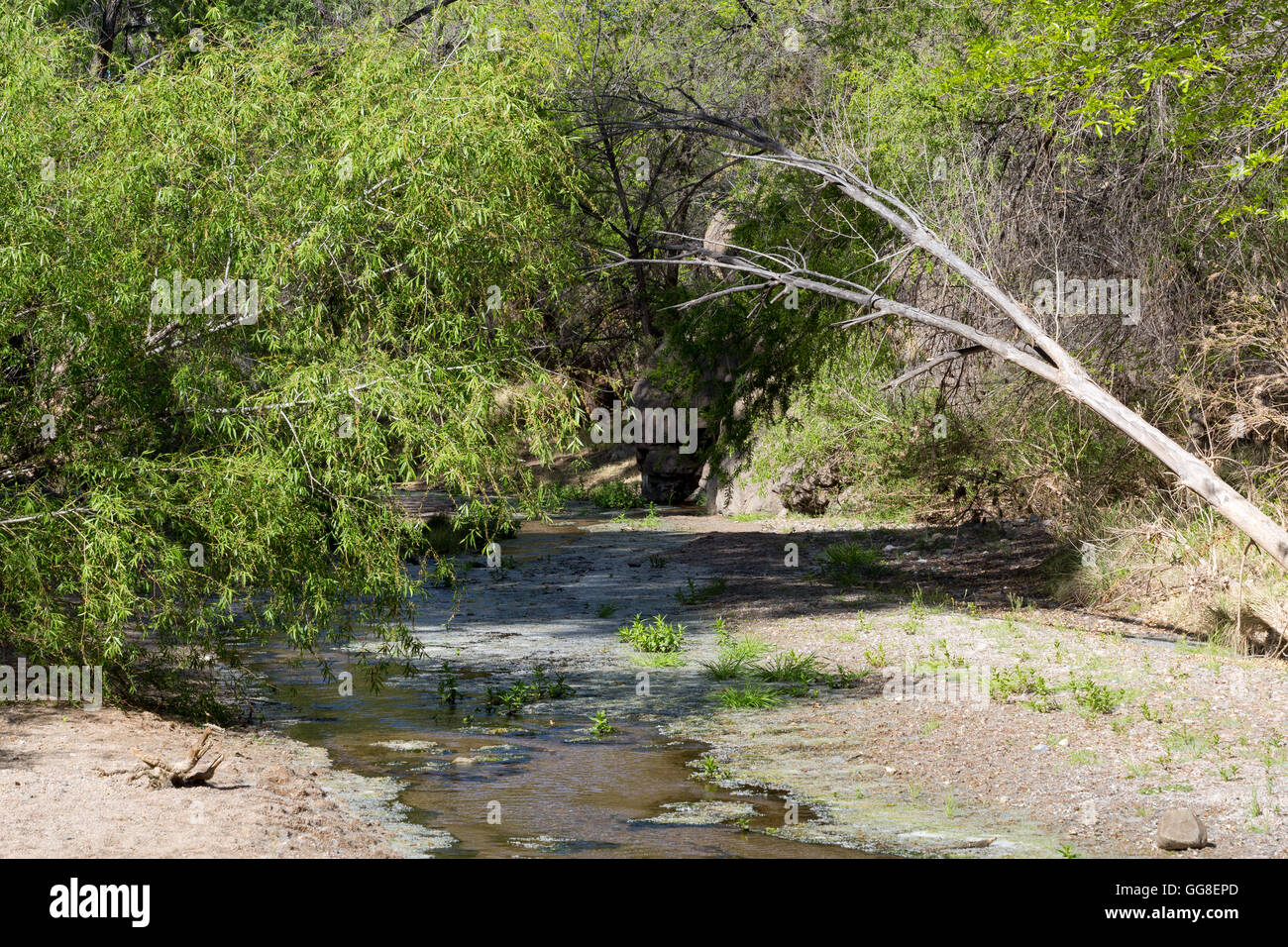Cienega Creek passing below plenty of shade created by cottonwood trees ...