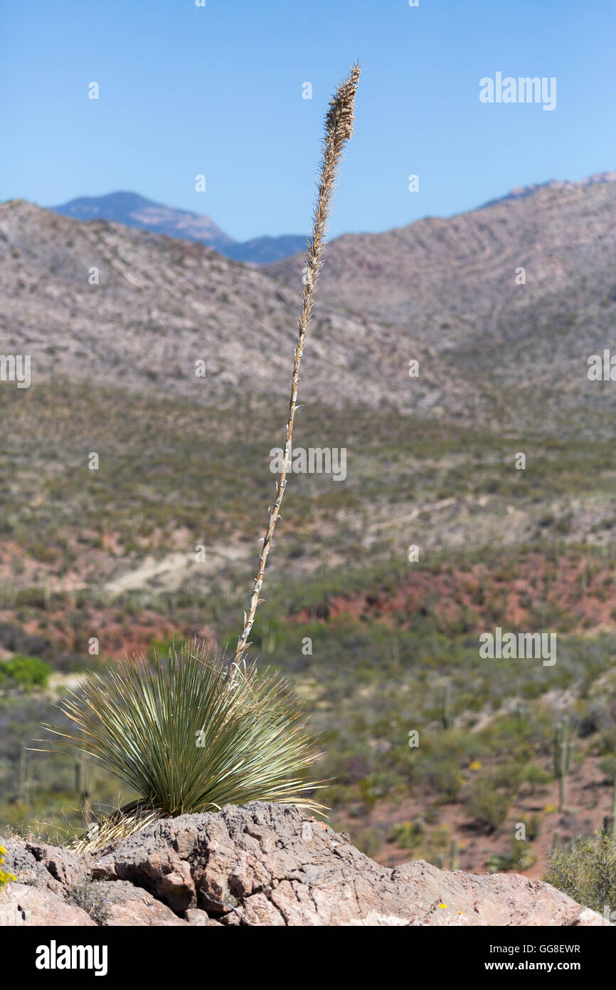 An older bloom of a yucca plant growing on a rocky outcropping ...