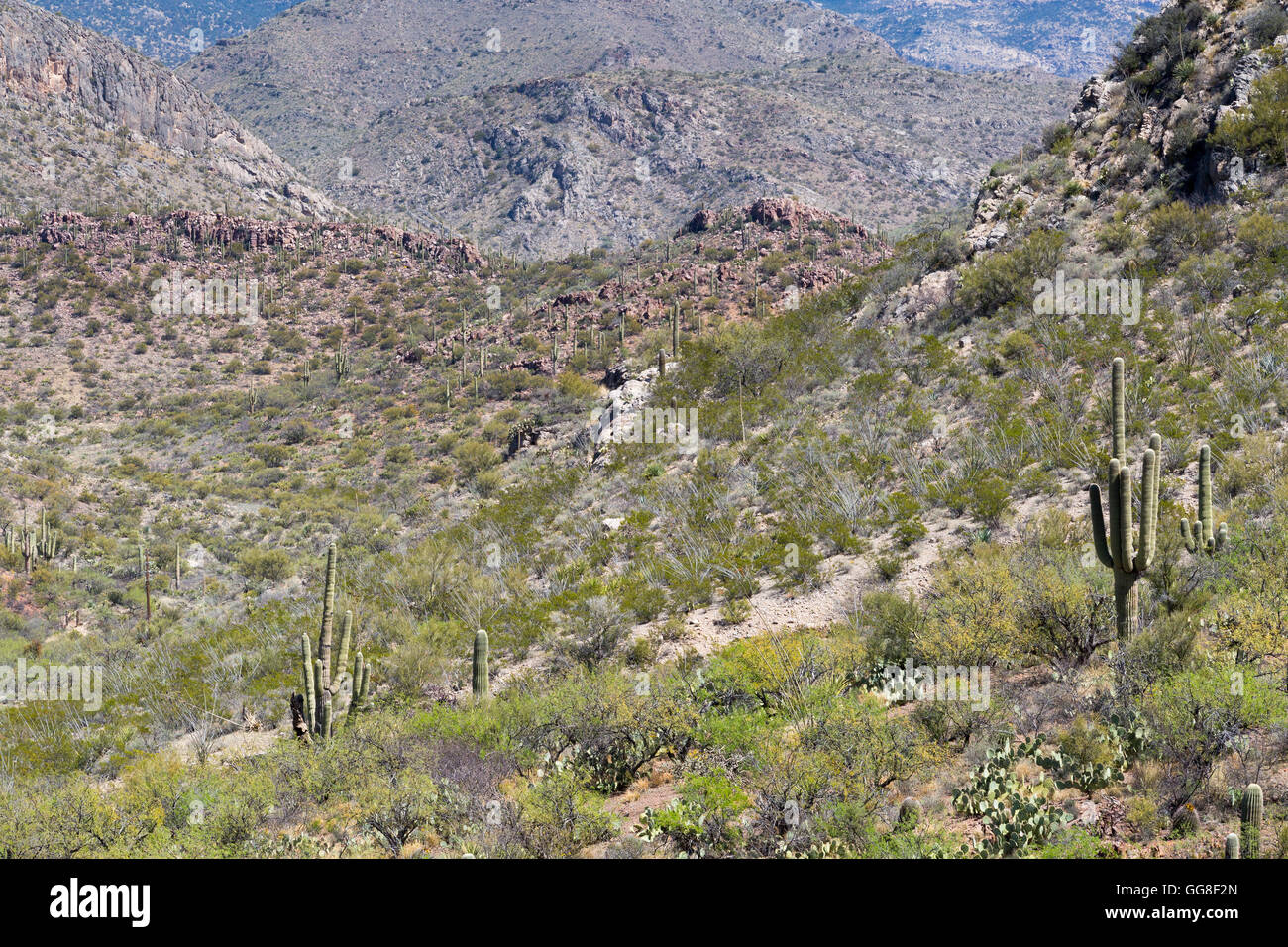 Creosote, palo verde trees, and saguaro cactus coating rugged desert ...