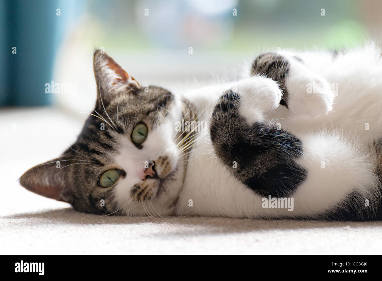 Cat lying down Stock Photo - Alamy
