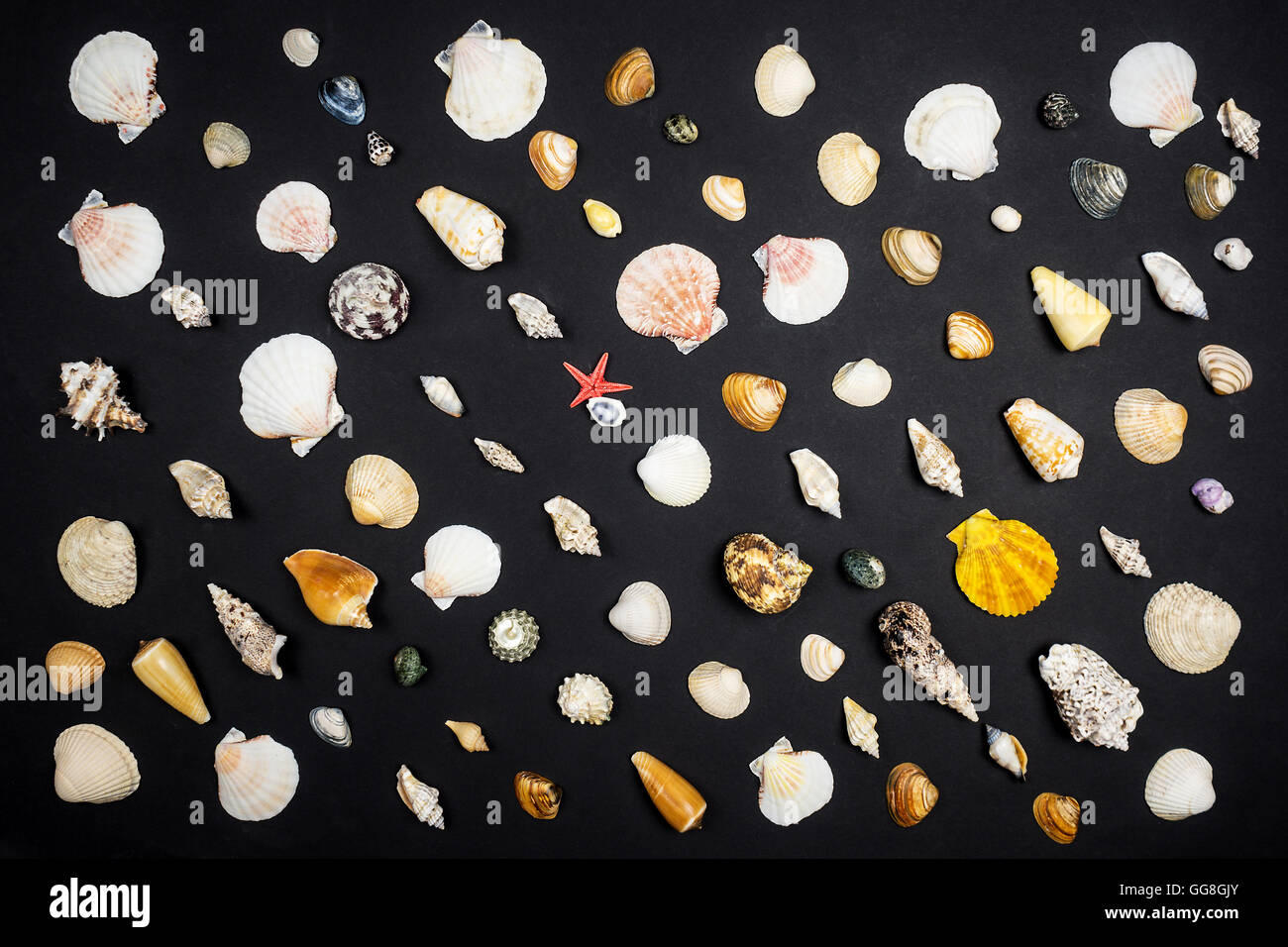 many little sea shells laying in lines on black background Stock Photo ...