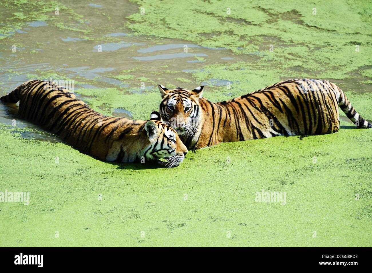 Harbin, China. 4th August, 2016. Siberian tigers cool themselves off in ...