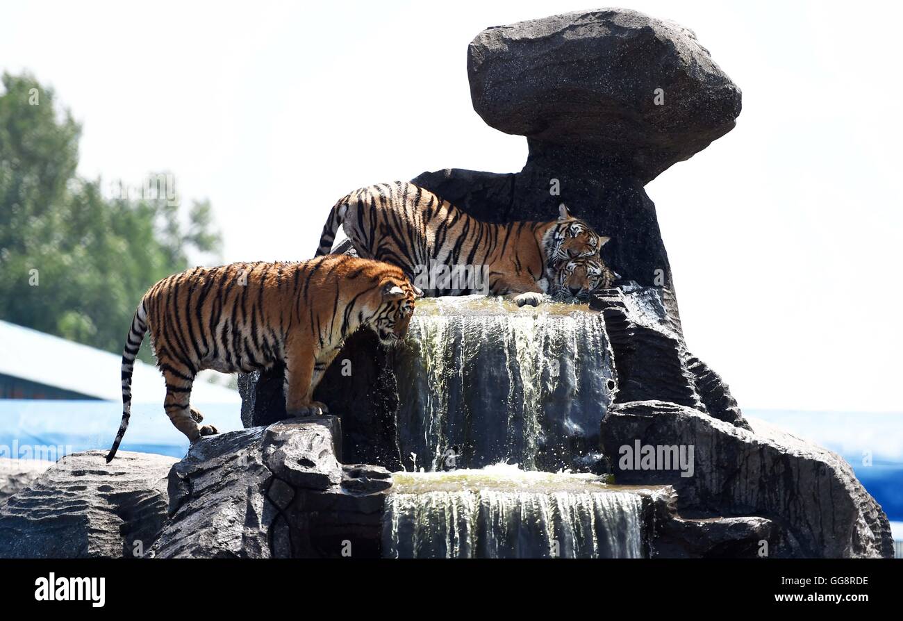 Harbin, China. 4th August, 2016. Siberian tigers stay cool near a ...