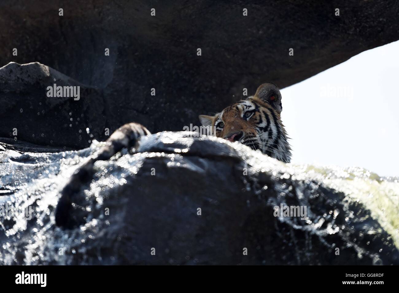 Harbin, China. 4th August, 2016. A Siberian tiger stays cool near a ...