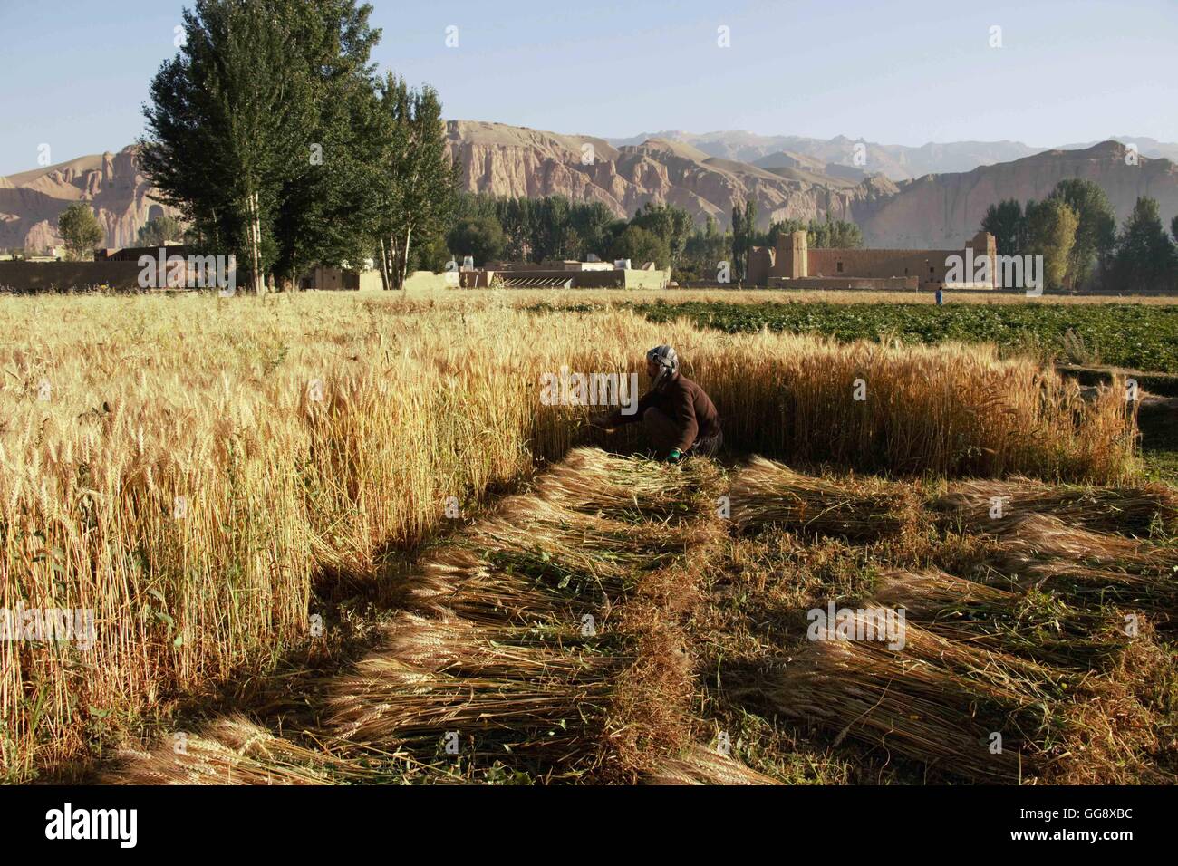 Bamyan, Afghanistan. 10th Aug, 2016. An Afghan farmer harvests wheat on ...