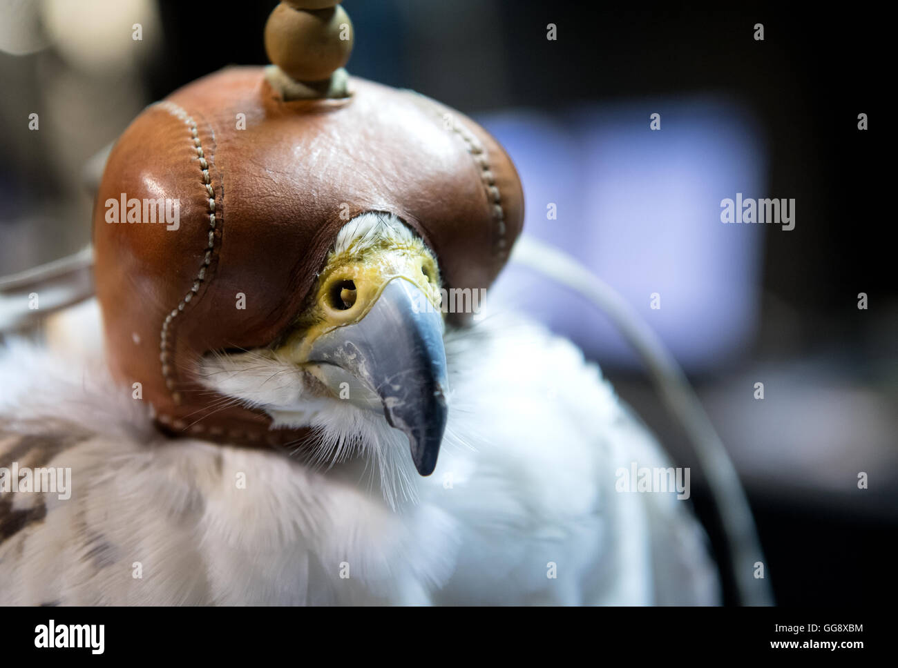 Munich, Germany. 10th Aug, 2016. Falcon Sheila waits to be put into ...