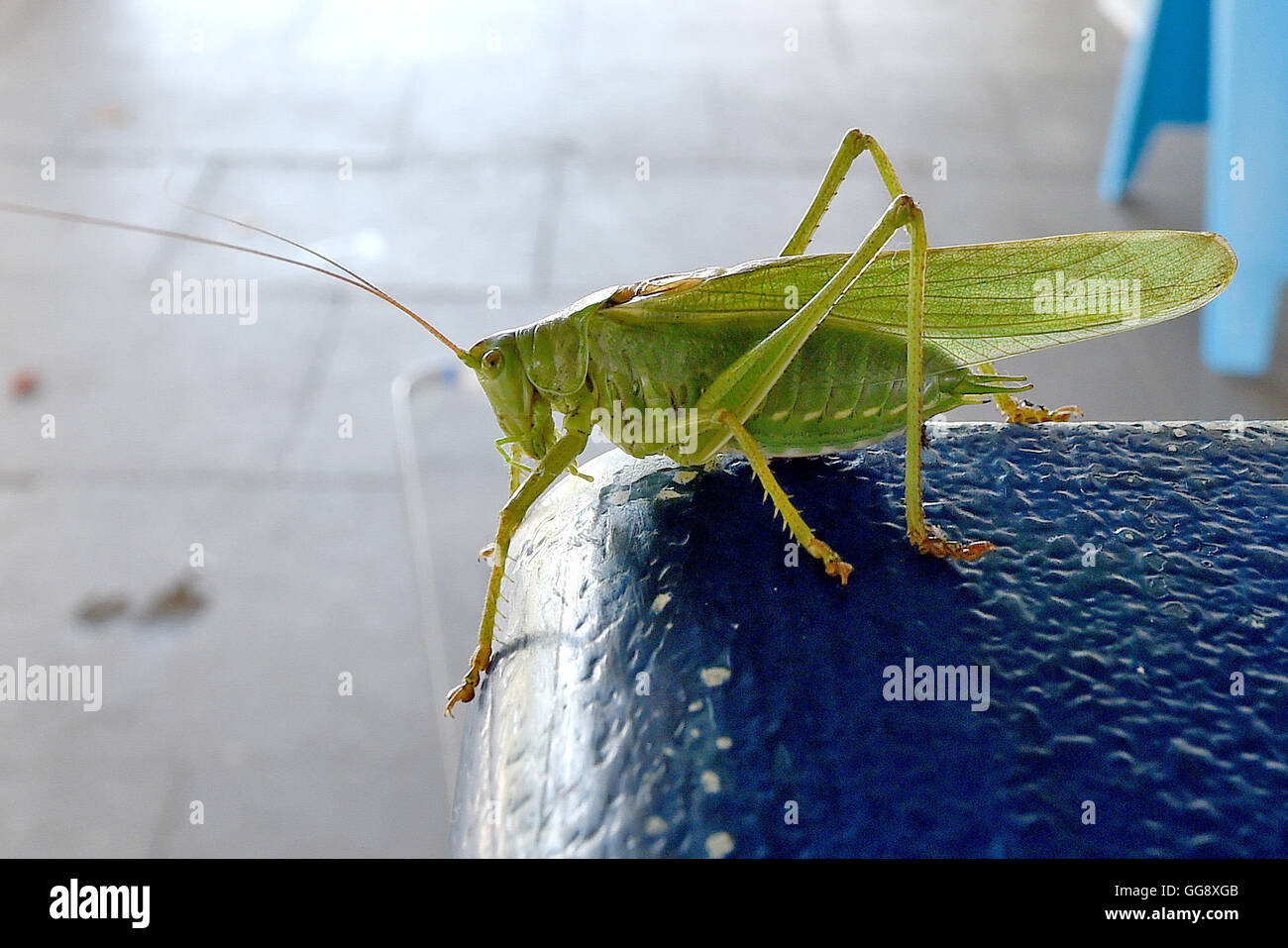 Langenhagen, Germany. 10th Aug, 2016. A grasshopper, photographed in ...