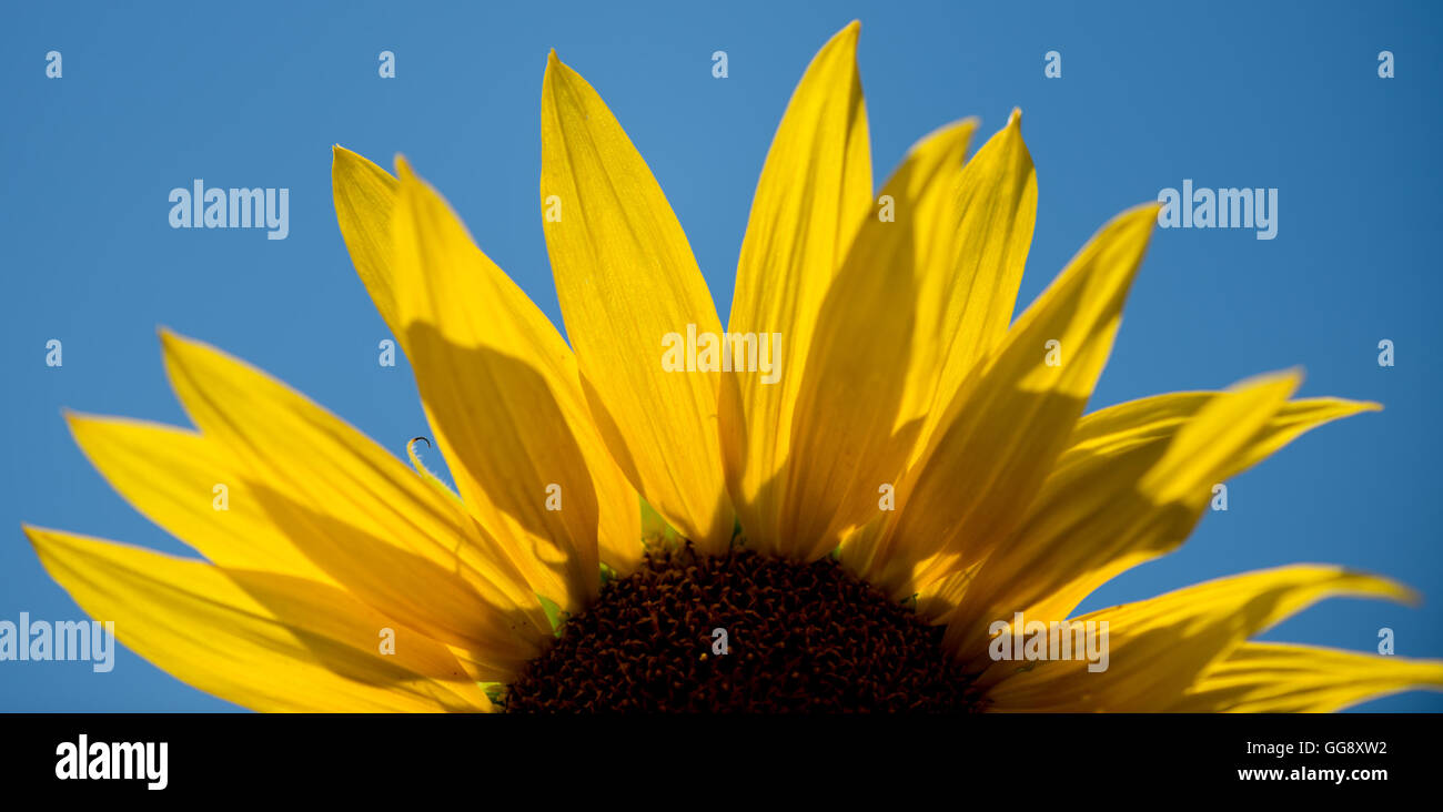 Umkirch, Germany. 10th Aug, 2016. A sunflower near Umkirch, Germany, 10 ...