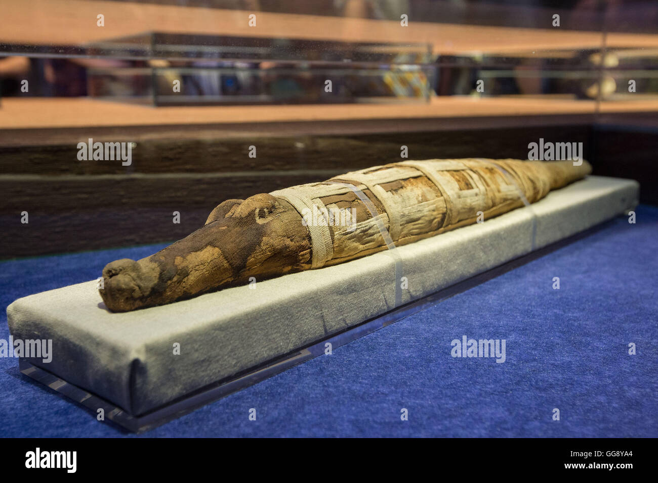 Nanjing, China's Jiangsu Province. 10th Aug, 2016. A crocodile mummy ...