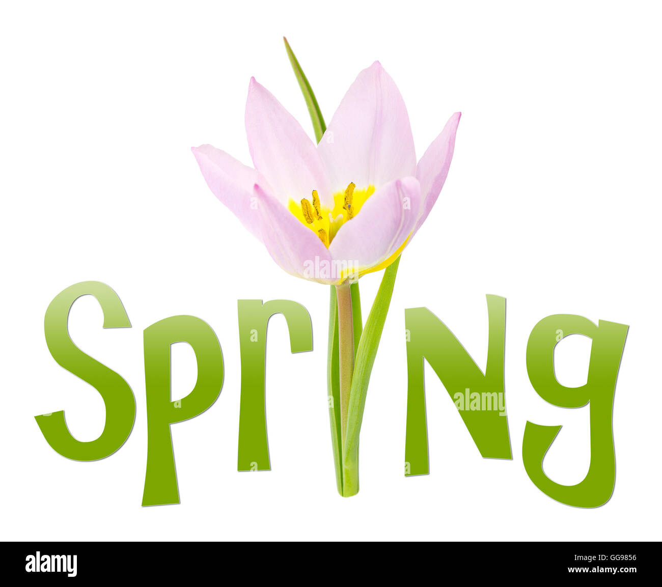 Season - Spring text with pink tulip flower Stock Photo - Alamy