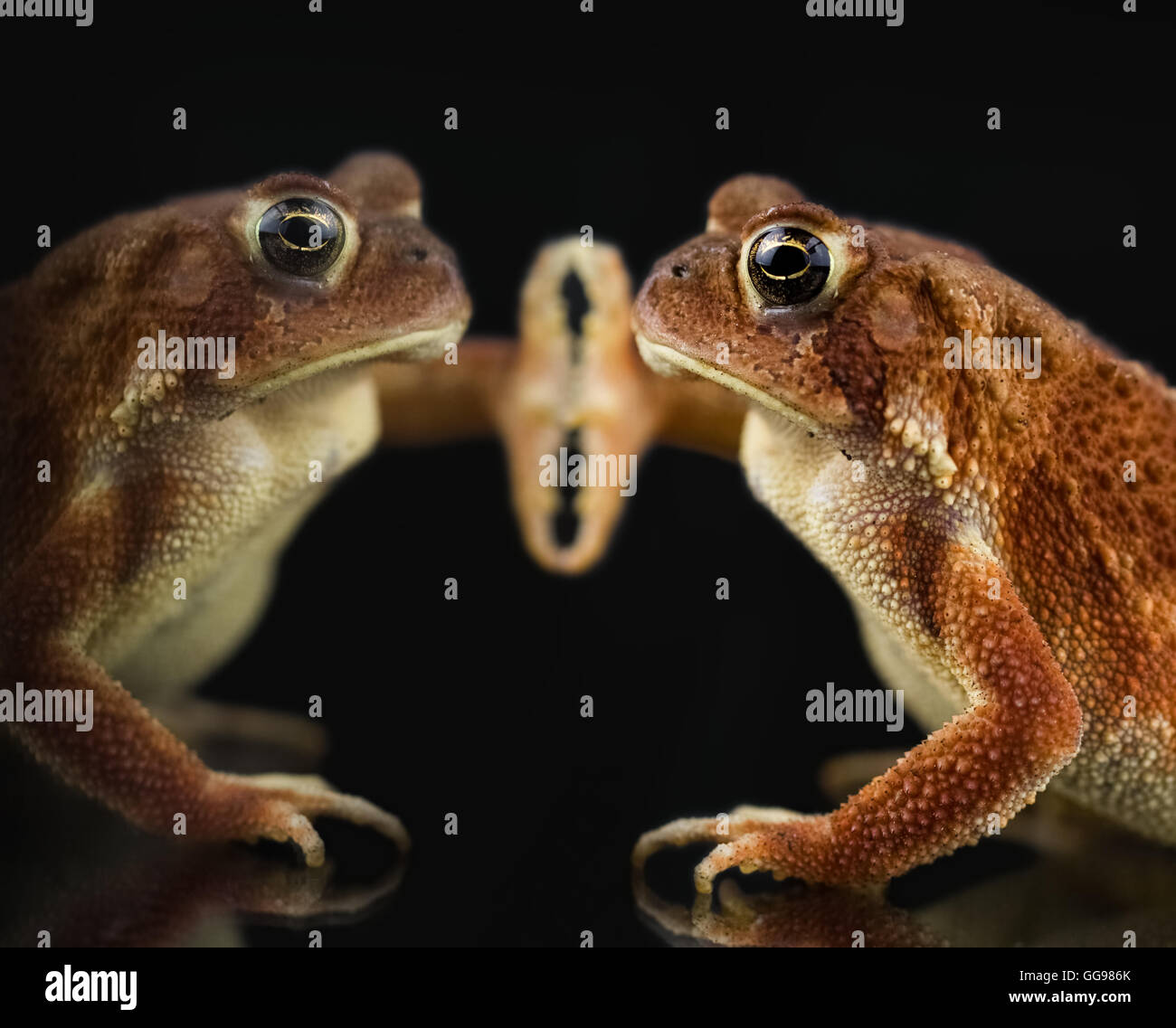 American toad close up. Sitting with foot on glass, with reflection ...