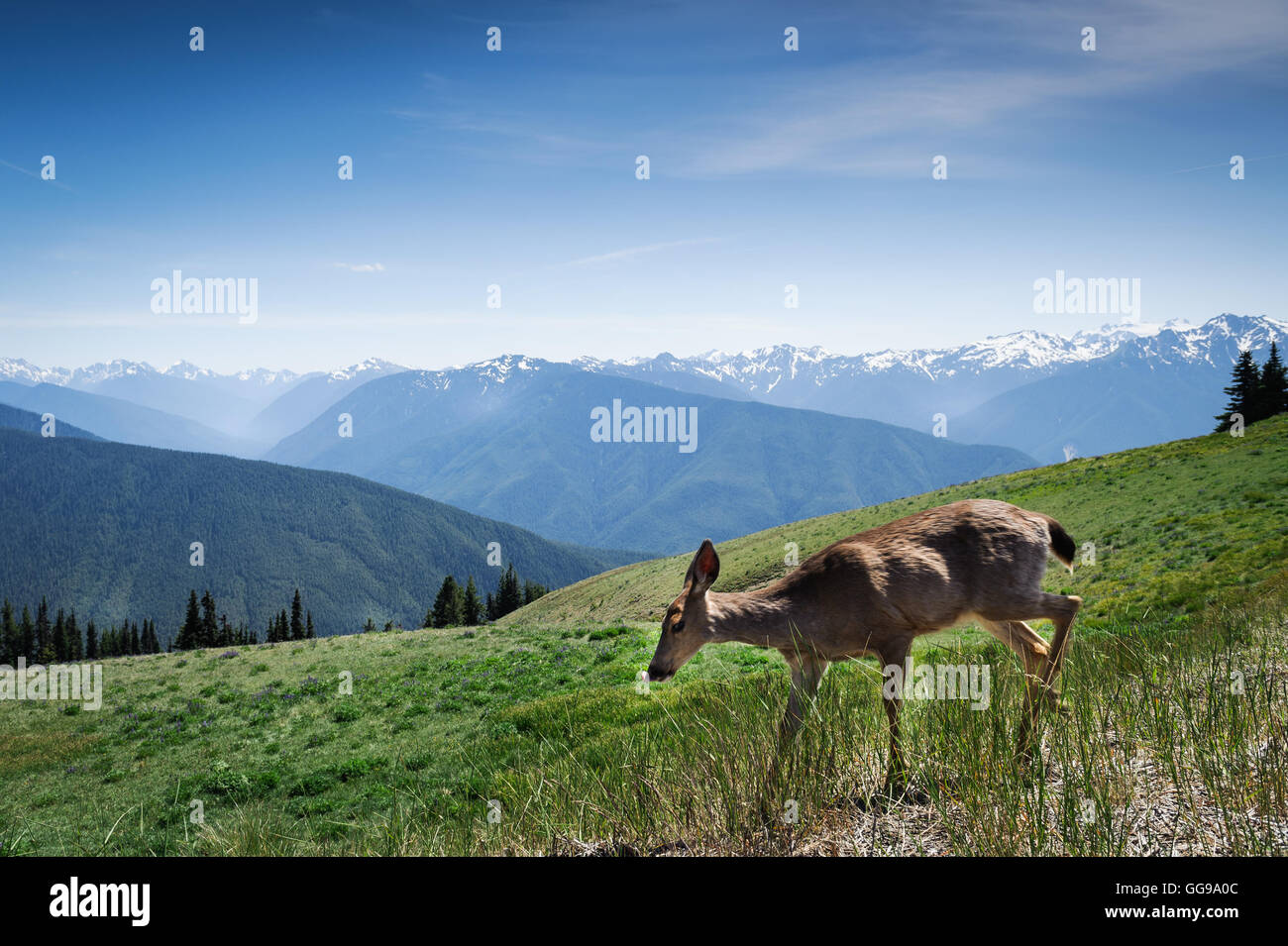 Deer in motion hi-res stock photography and images - Alamy