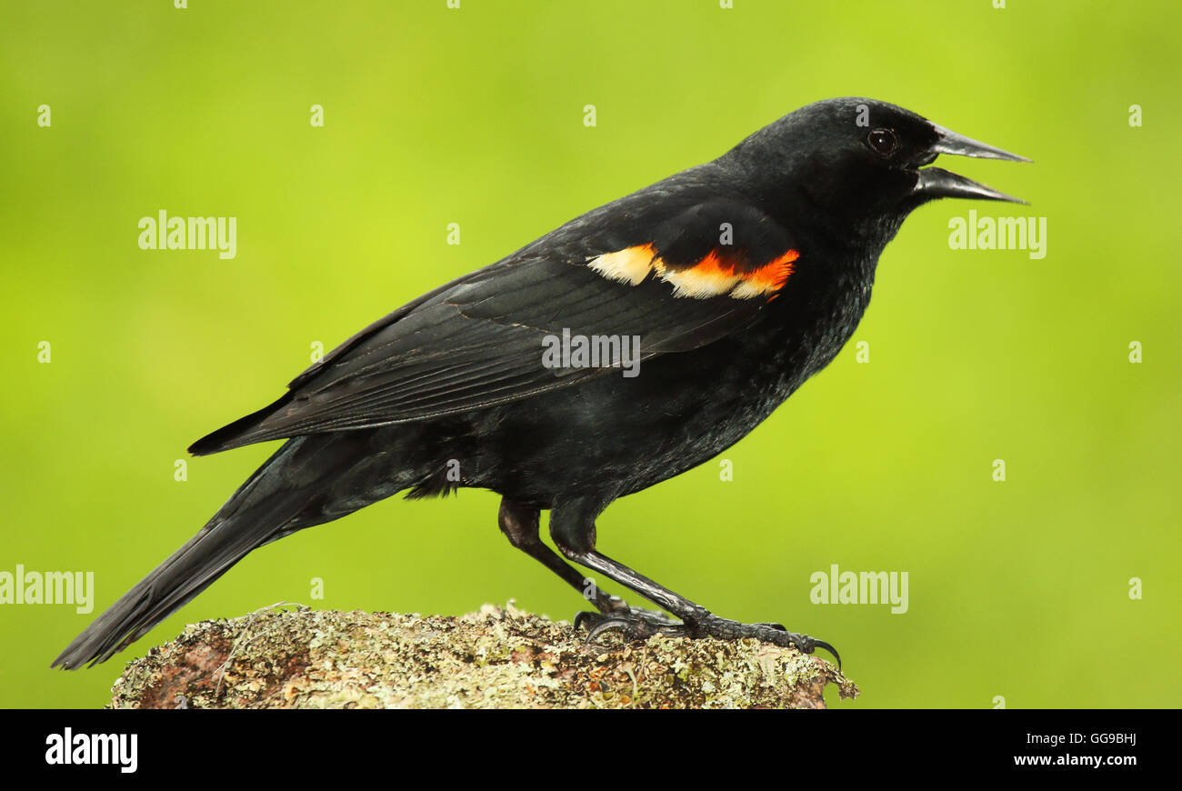 A Red-winged Blackbird calling from a rock Stock Photo - Alamy