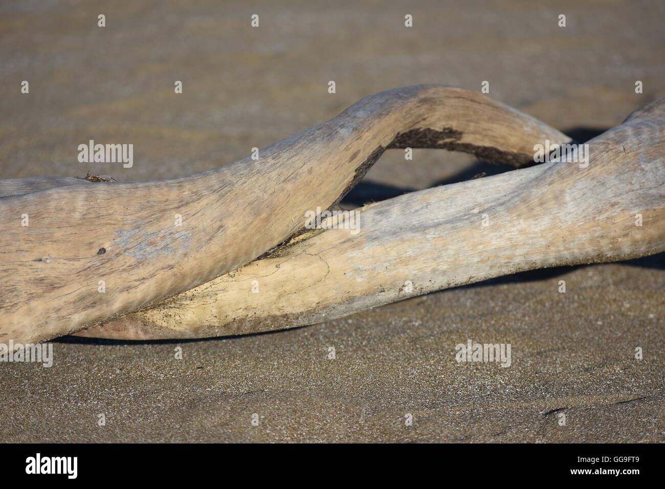 Sun bleached tree trunk Stock Photo - Alamy