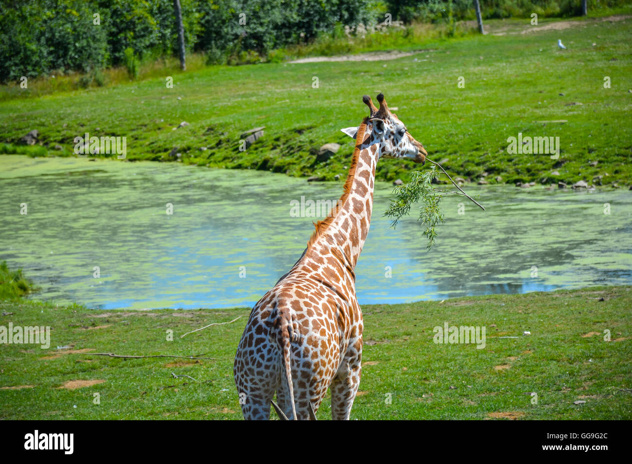 Giraffe transport hi-res stock photography and images - Alamy