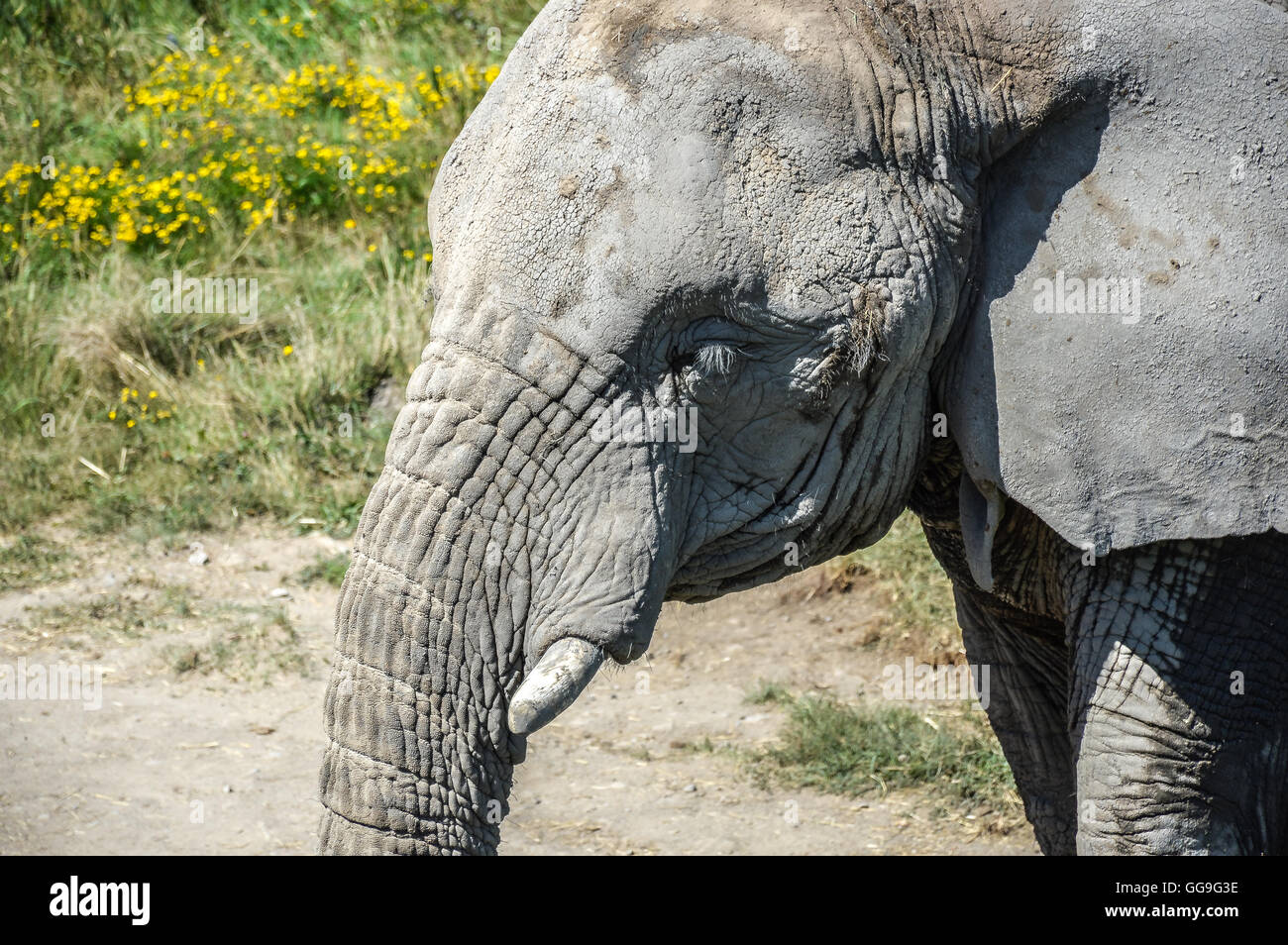 Elephant safari in Quebec, Canada Stock Photo - Alamy