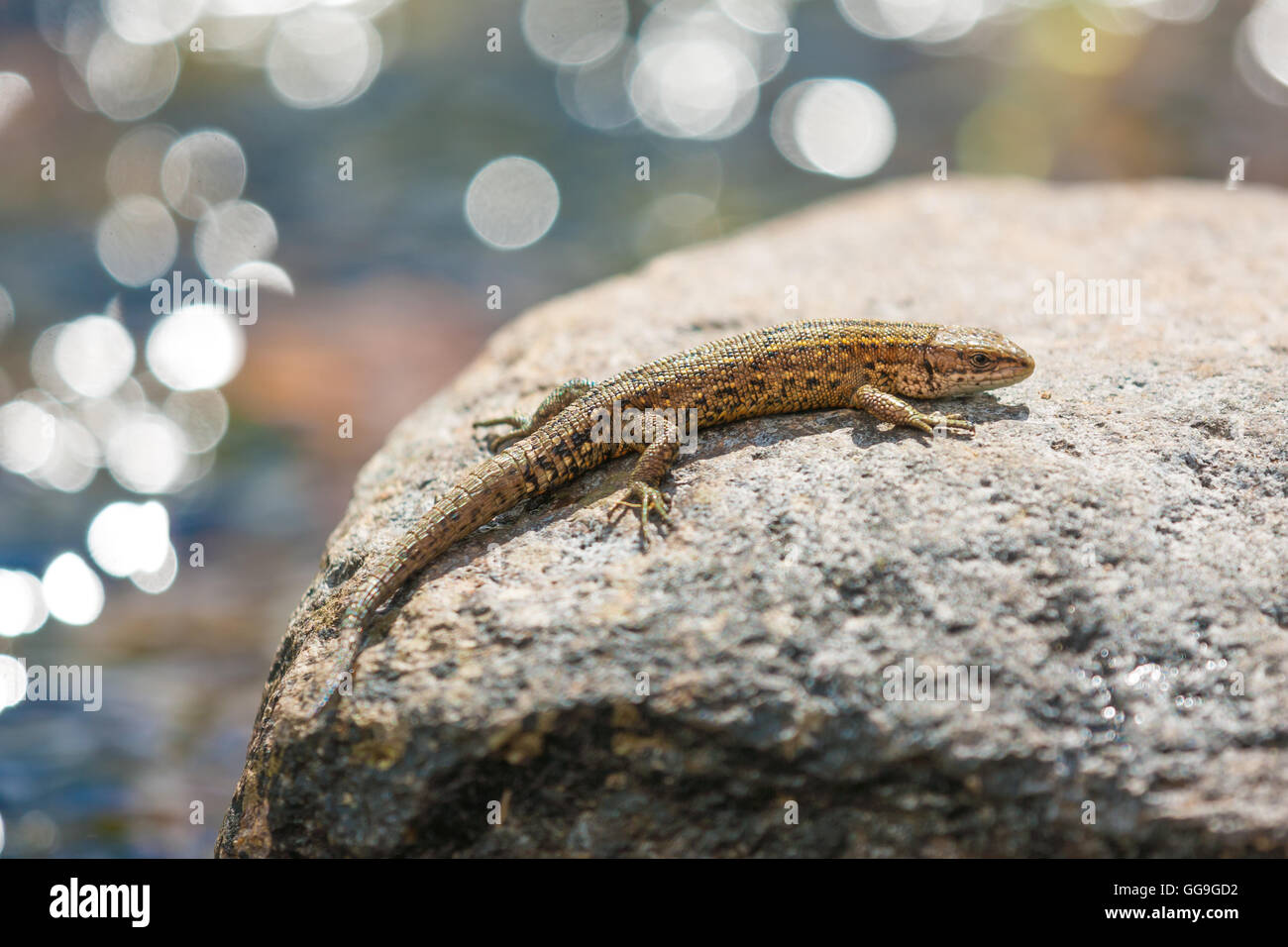 Blue lizard on rocks hi-res stock photography and images - Alamy