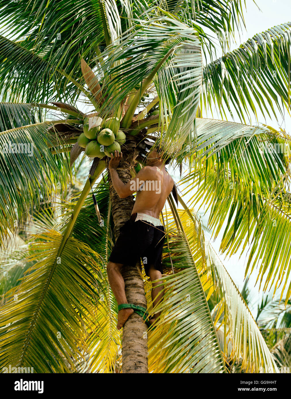 professional climber on coconut treegathering coconuts with rope Stock ...
