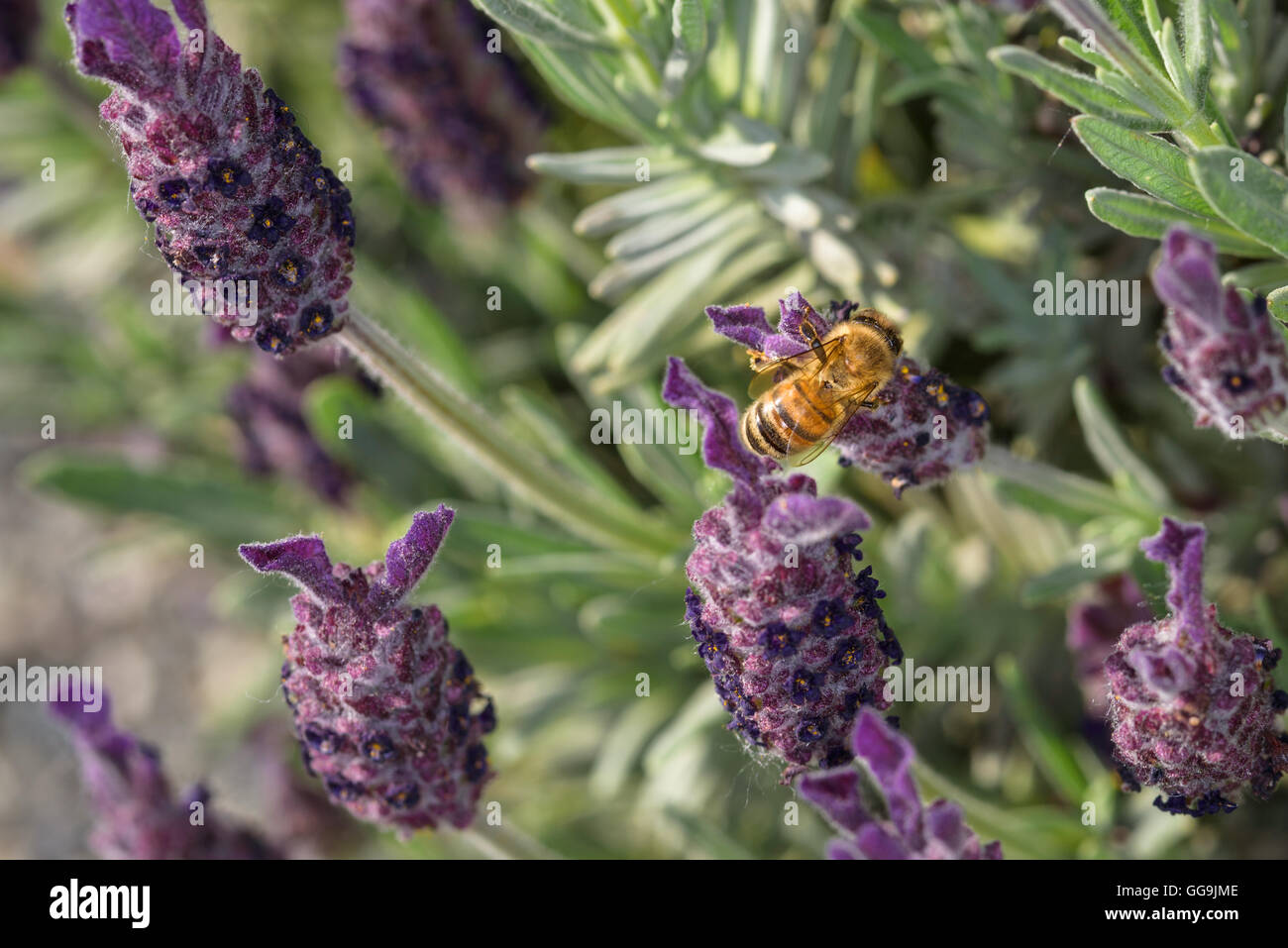 Honey bee on a lavender flower, pollination Stock Photo - Alamy