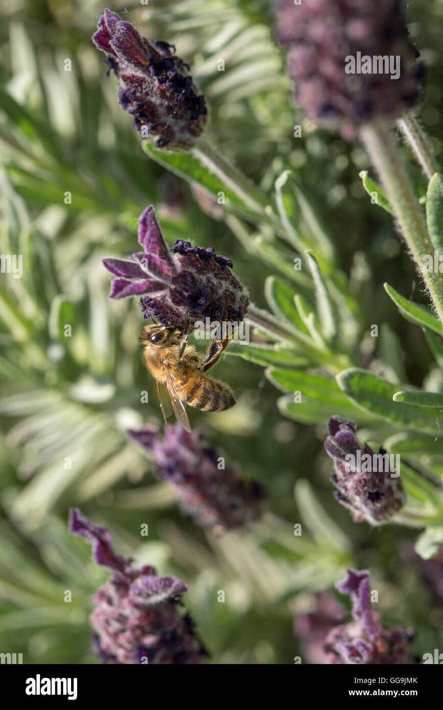 Honey bee on a lavender flower, pollination Stock Photo - Alamy
