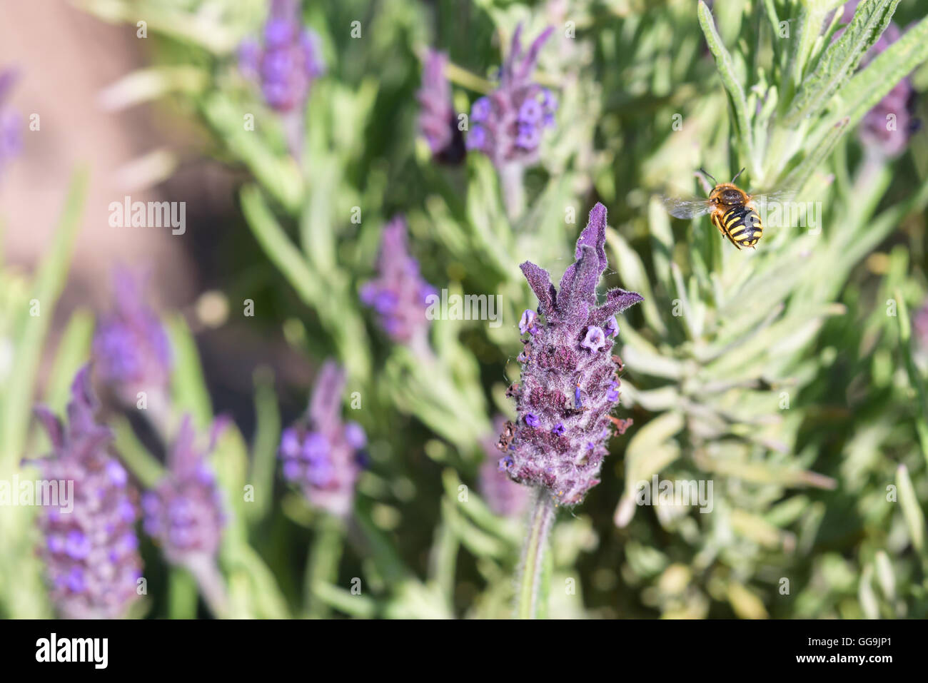 Flying wasp by a lavender flower, pollination Stock Photo - Alamy