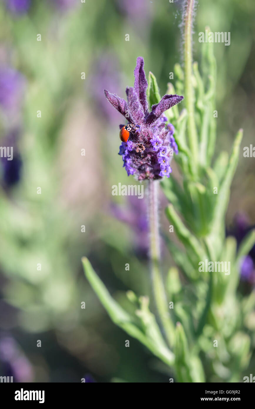Solid red ladybug on a lavender flower, pollination Stock Photo - Alamy