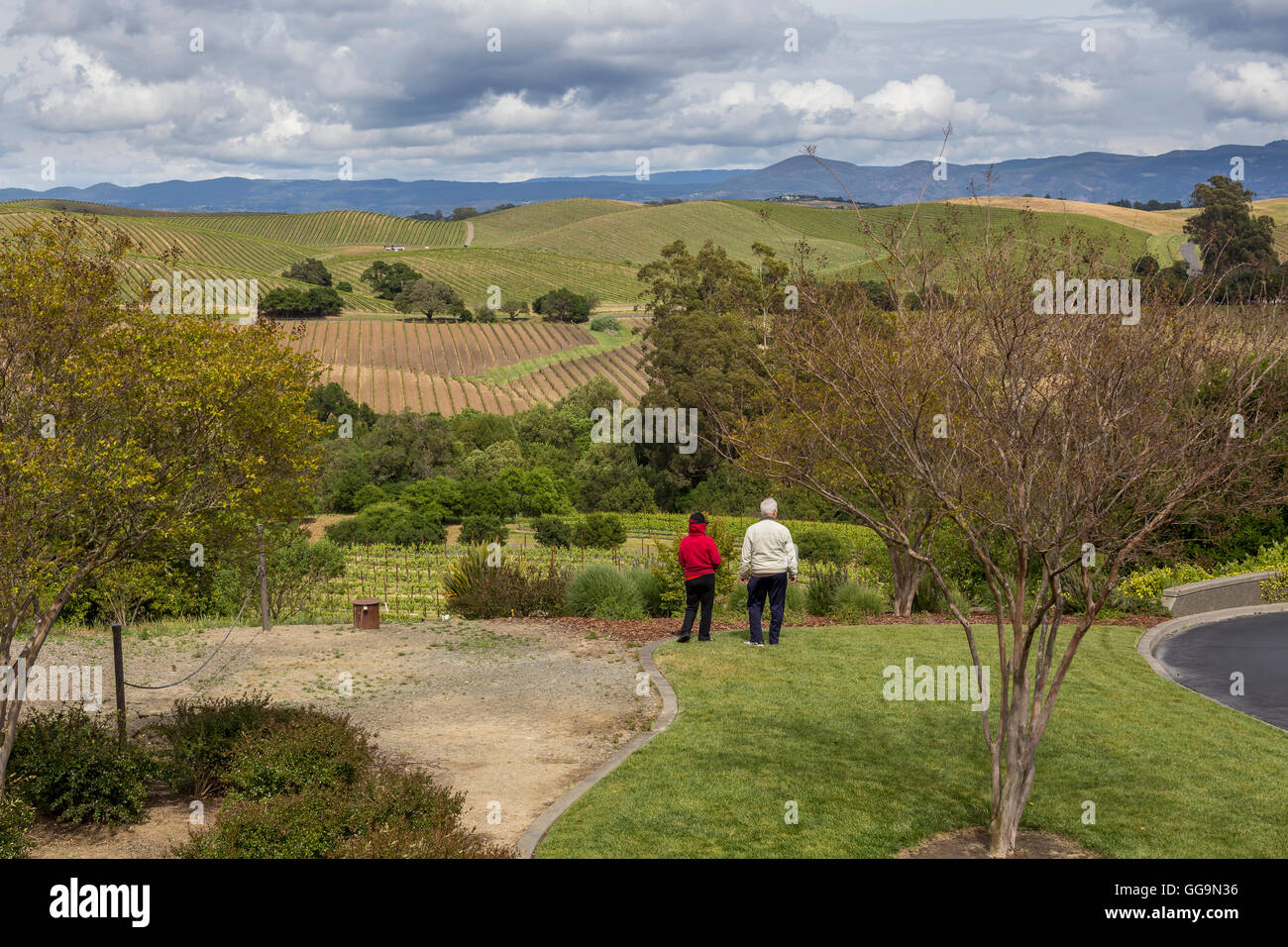 tourists, grape vineyards, vineyards, Carneros Hills, viewed from ...