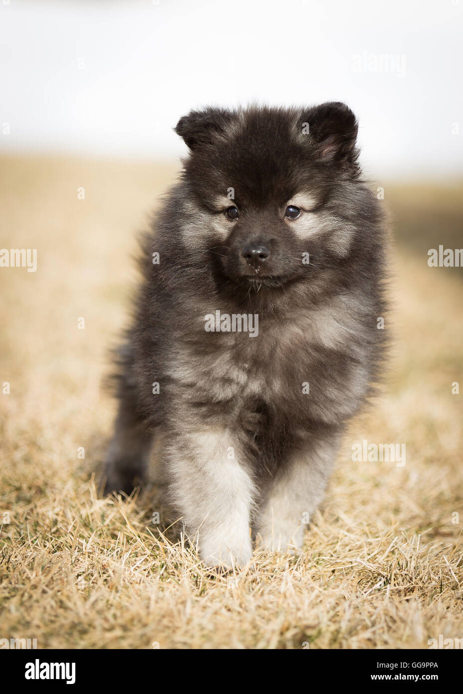 Keeshond Chow Mix
